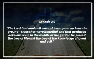 35 Important Bible Verses About Trees - Bible Repository