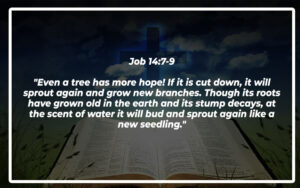 35 Bible Verses About Plants (Explained) - Bible Repository