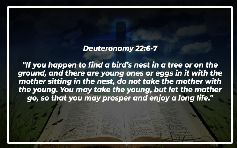 35 Bible Verses About Loving Animals (Explained) - Bible Repository