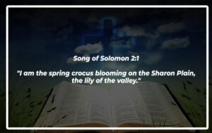 35 Bible Verses About Roses (Explained) - Bible Repository