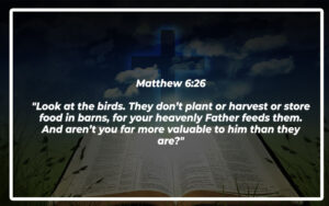 35 Bible Verses About Cardinal Birds - Bible Repository